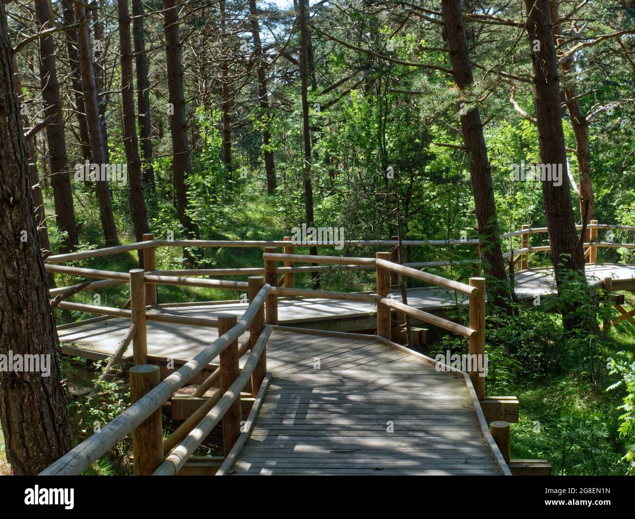 Walking trail in the Bernatu seaside forest Stock Photo - Alamy