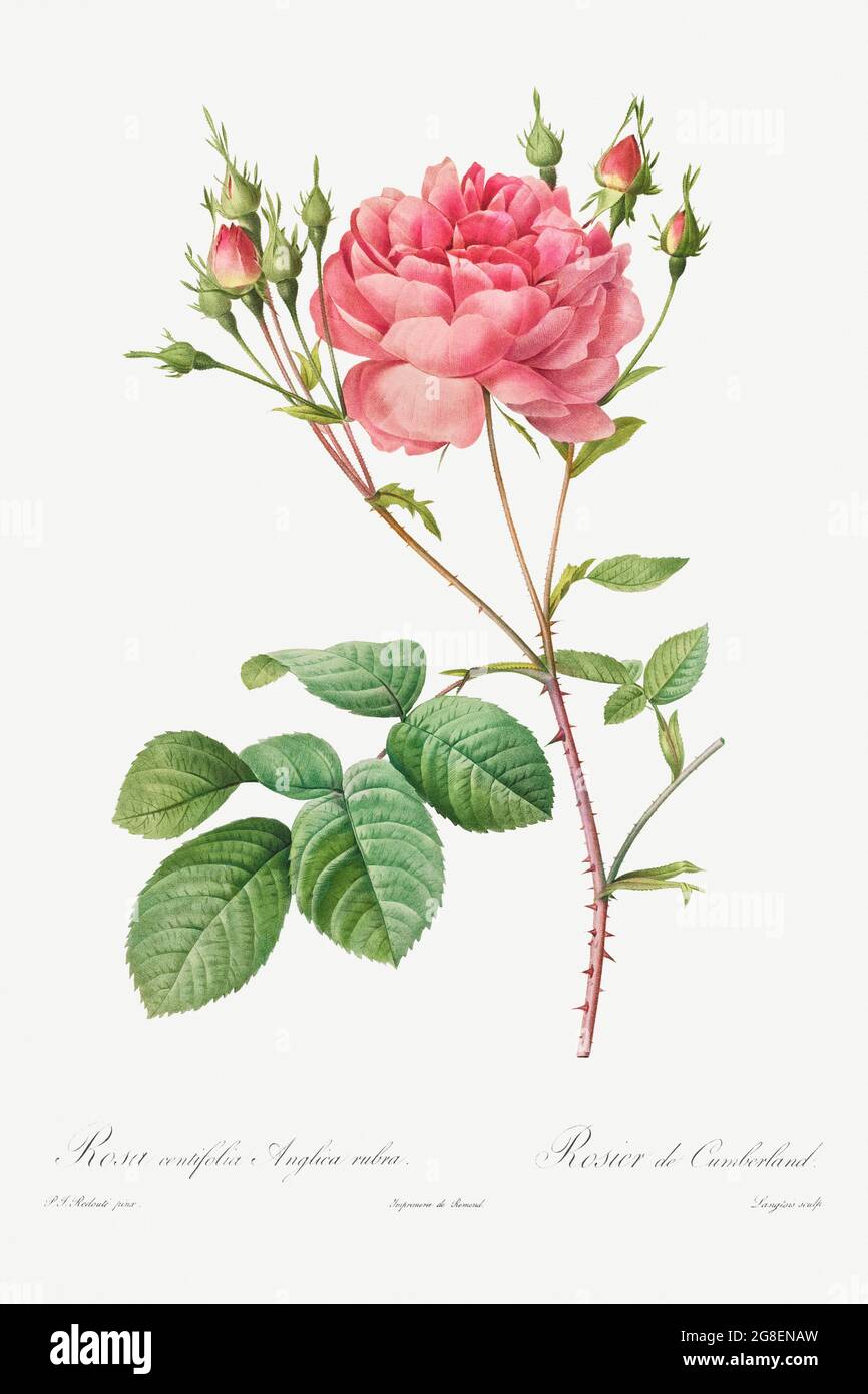 vintage, retro, old, photograph, century, botany, graphics, antique ...
