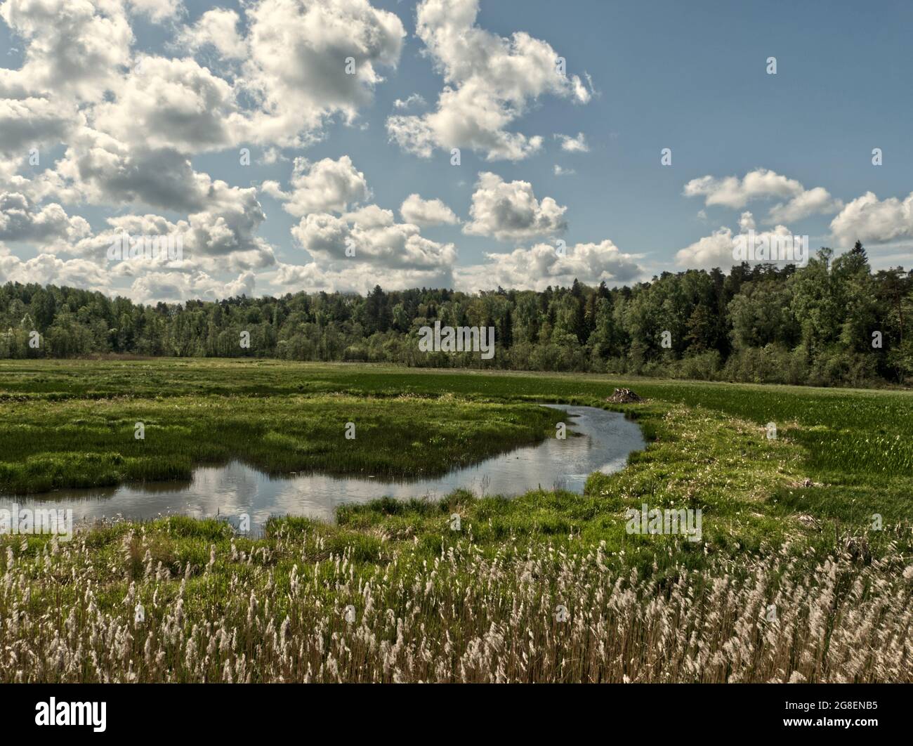 Overgrown lake hi-res stock photography and images - Alamy