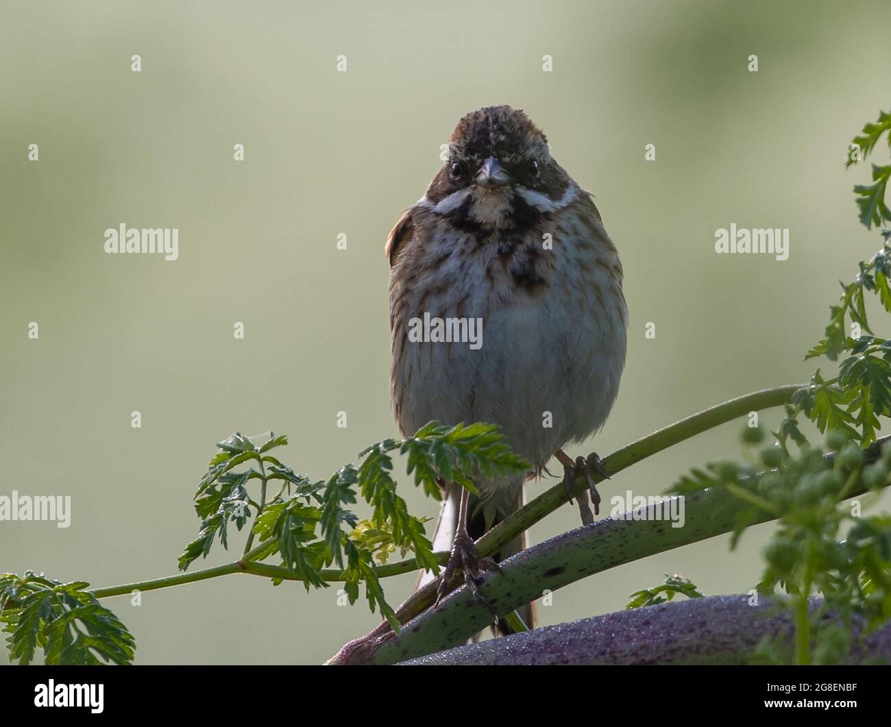 Close of a fat upset House sparrow standing on sprig in the tree with ...