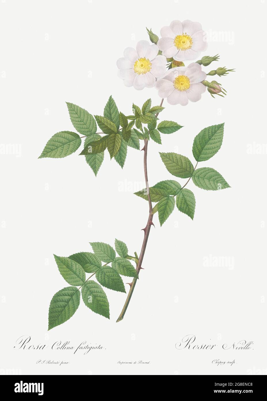 vintage, retro, old, photograph, century, botany, graphics, antique ...