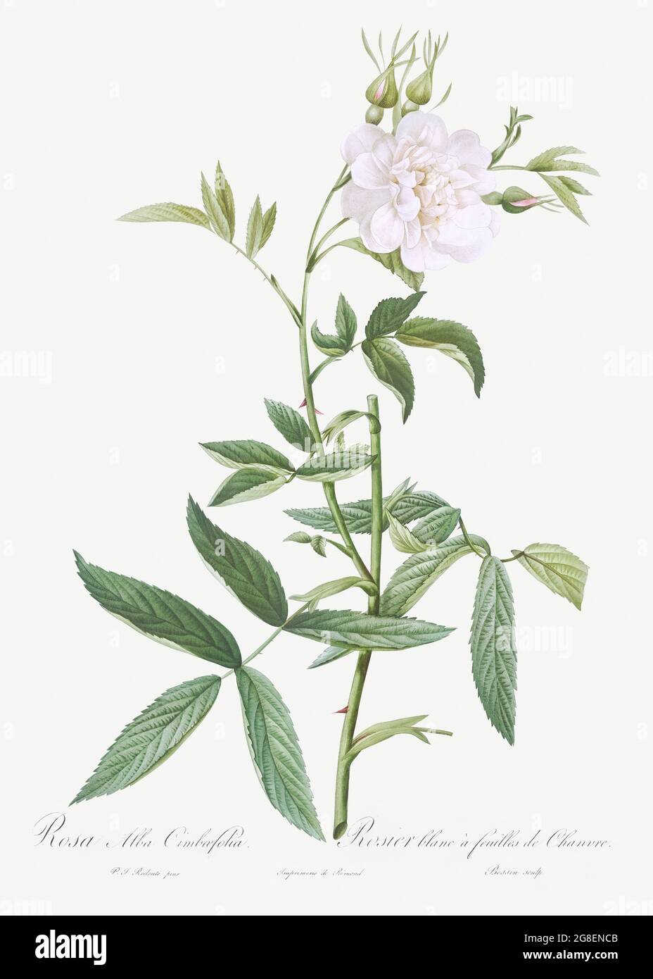 vintage, retro, old, photograph, century, botany, graphics, antique ...