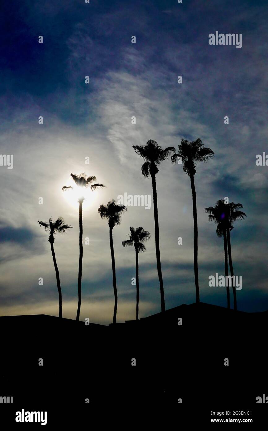 A silhouette of palm trees backlit by the sun in the late afternoon ...