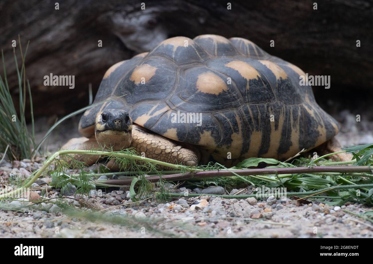Berlin, Germany. 19th July, 2021. A radiated tortoise explores its ...