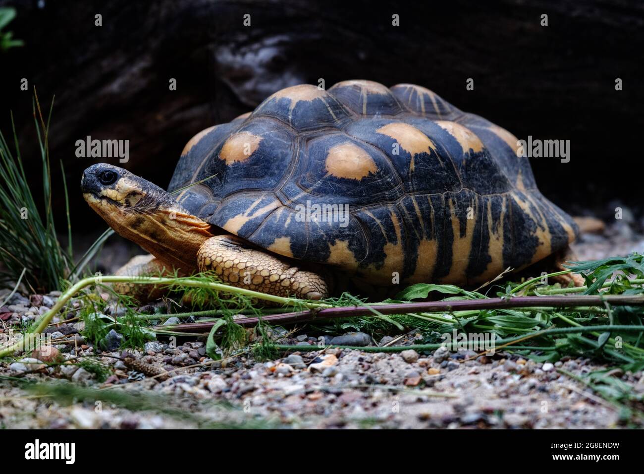 Berlin, Germany. 19th July, 2021. A radiated tortoise explores its ...