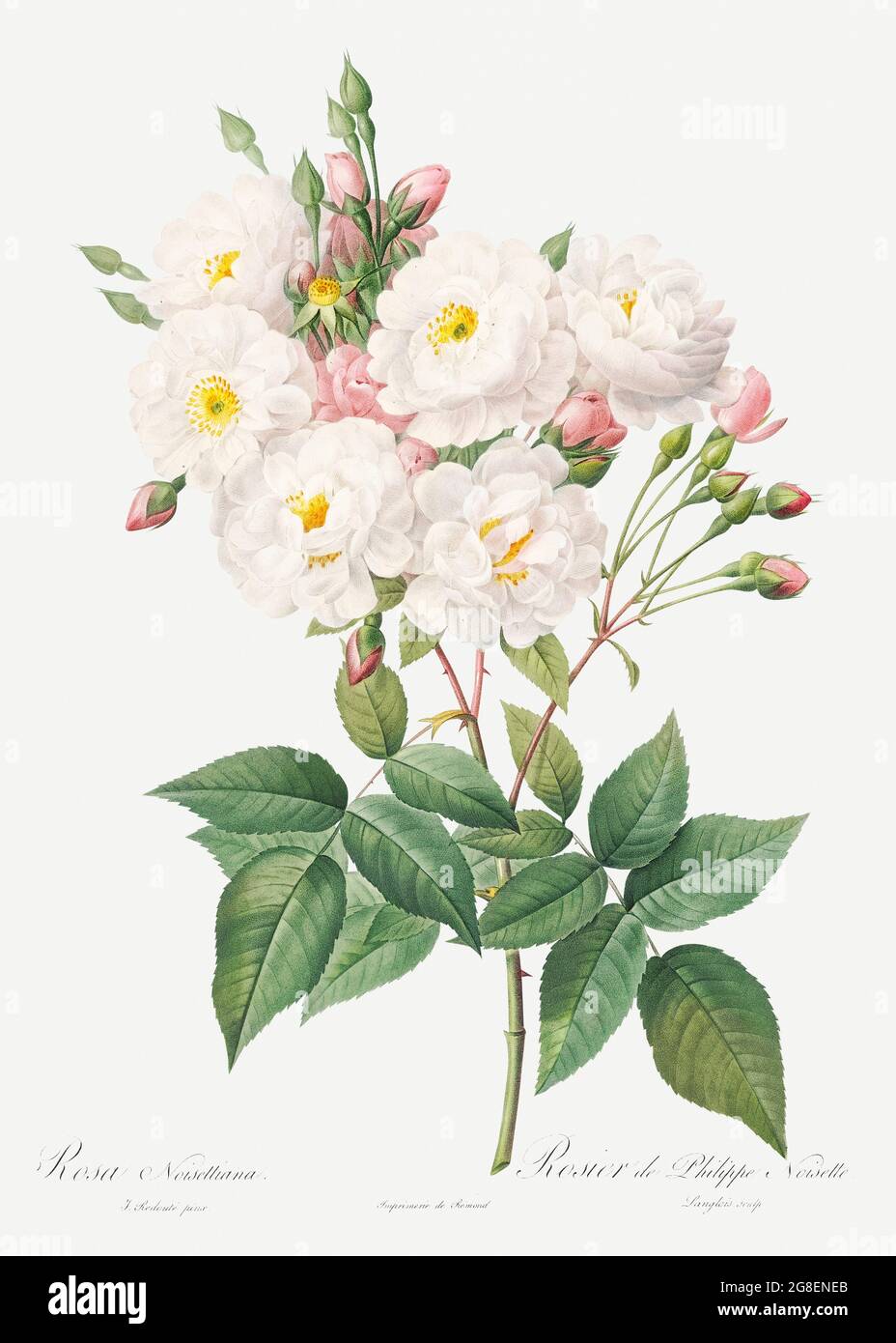 vintage, retro, old, photograph, century, botany, graphics, antique ...