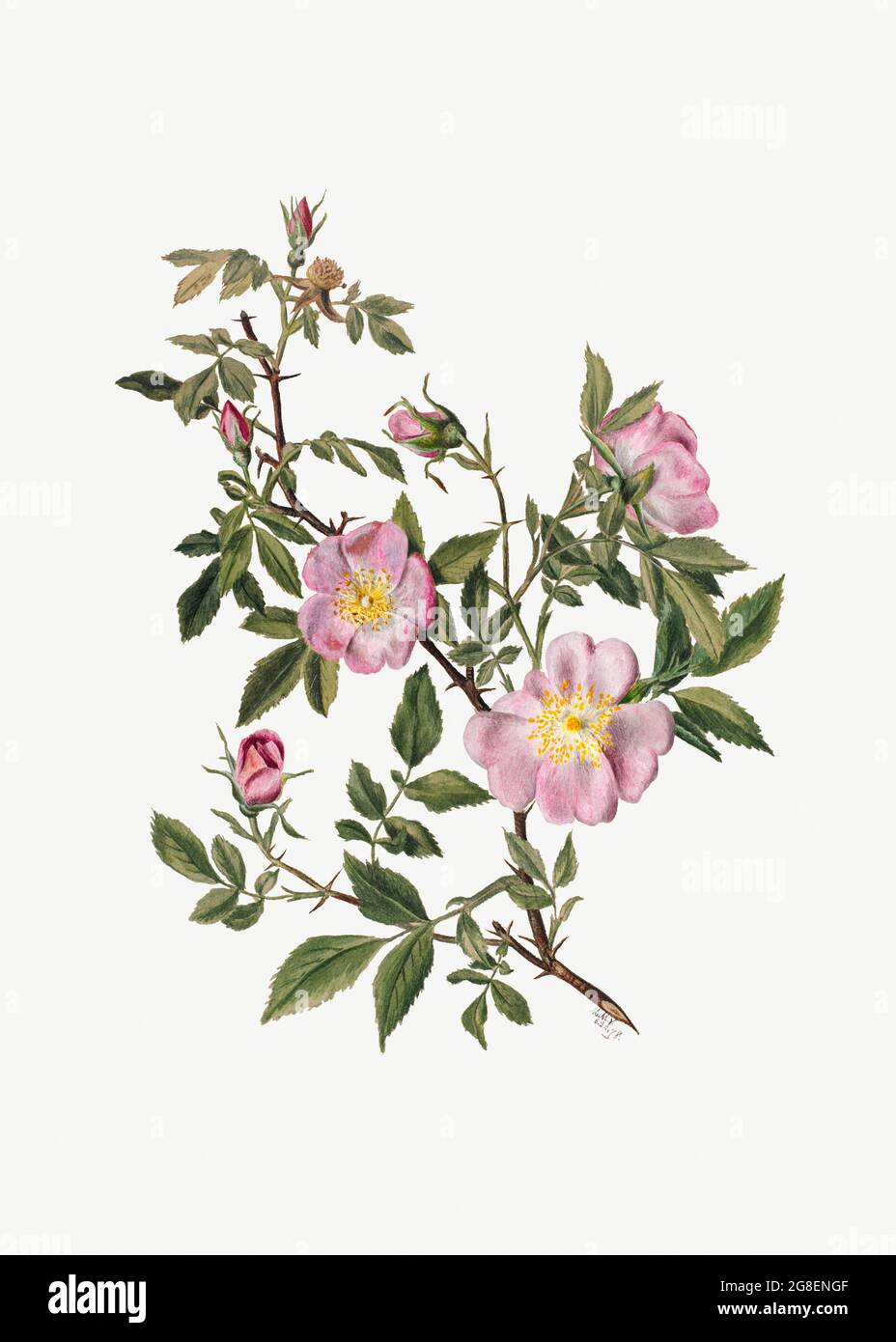 vintage, retro, old, photograph, century, botany, graphics, antique ...