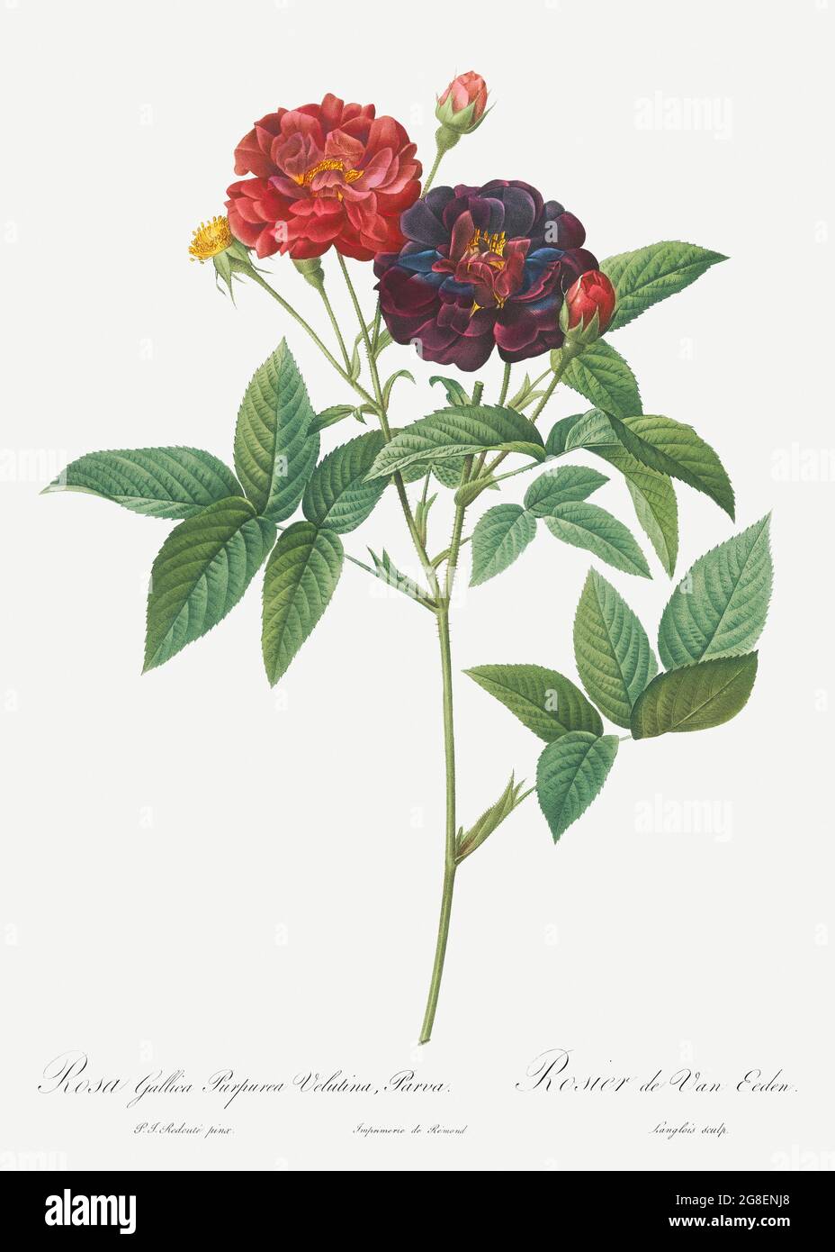 vintage, retro, old, photograph, century, botany, graphics, antique ...