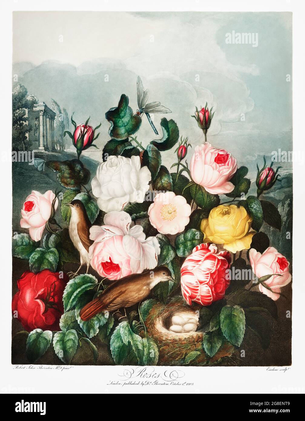 vintage, retro, old, photograph, century, botany, graphics, antique ...