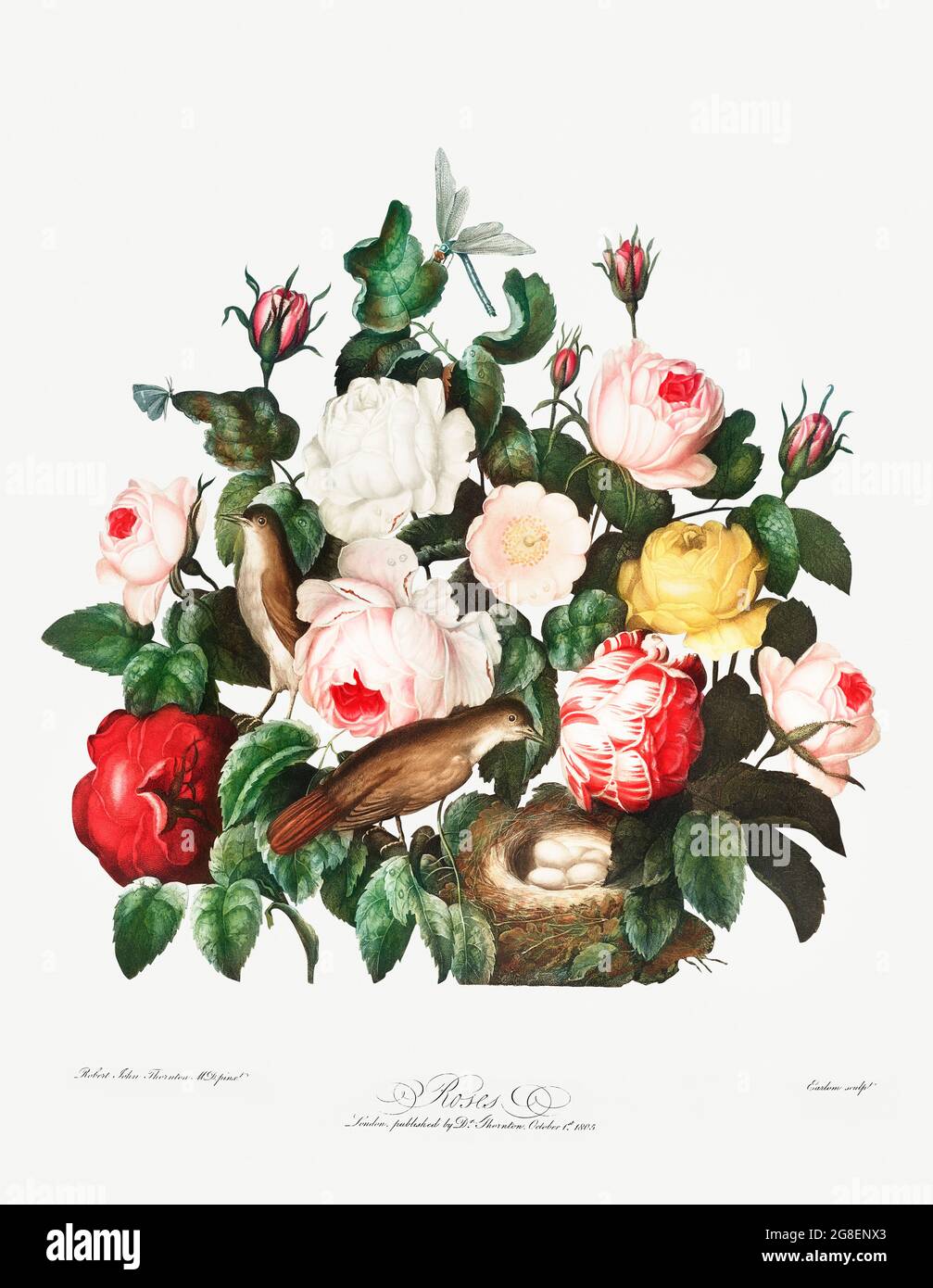vintage, retro, old, photograph, century, botany, graphics, antique ...