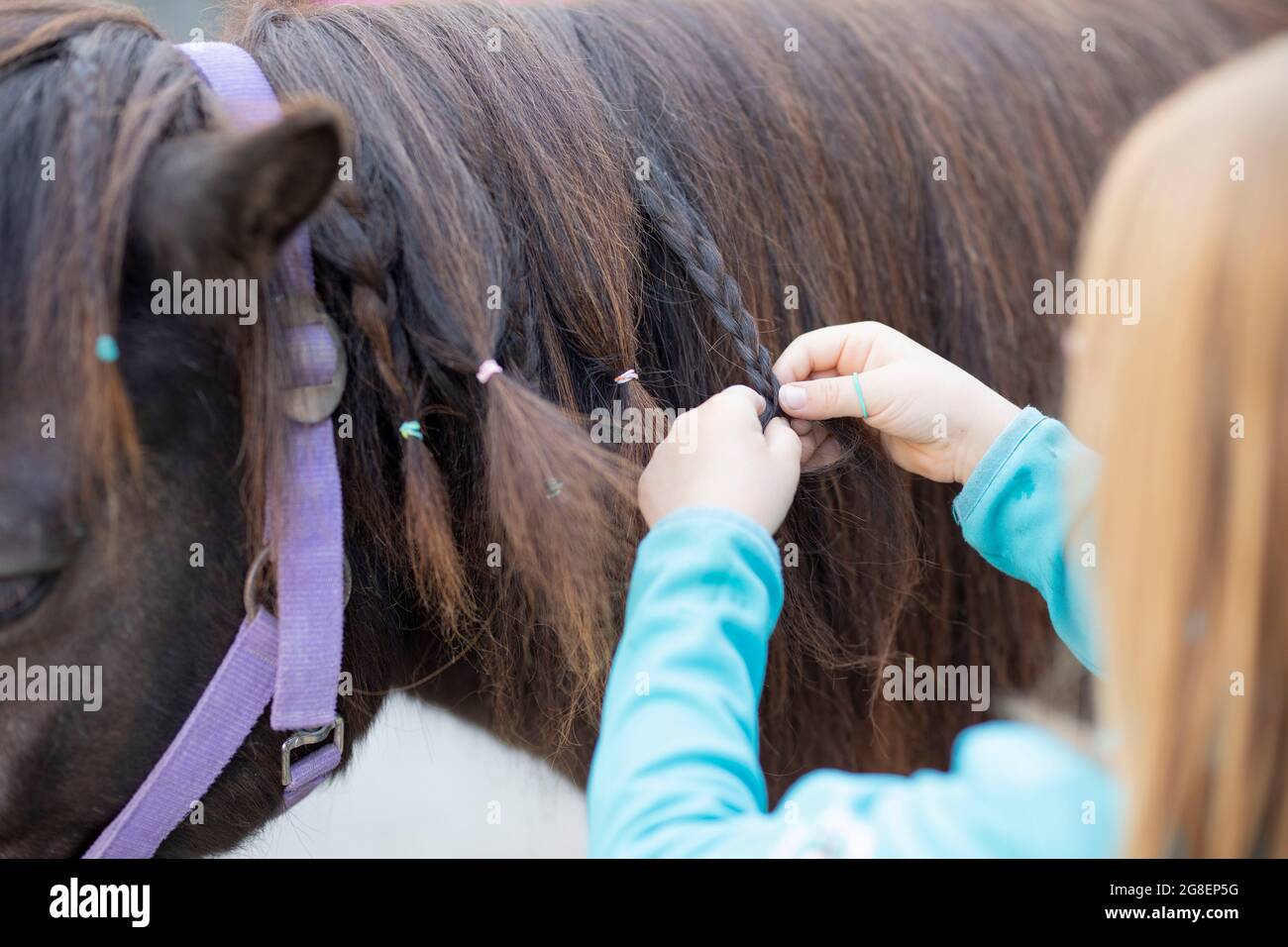 Girl braiding pony mane hi-res stock photography and images - Alamy