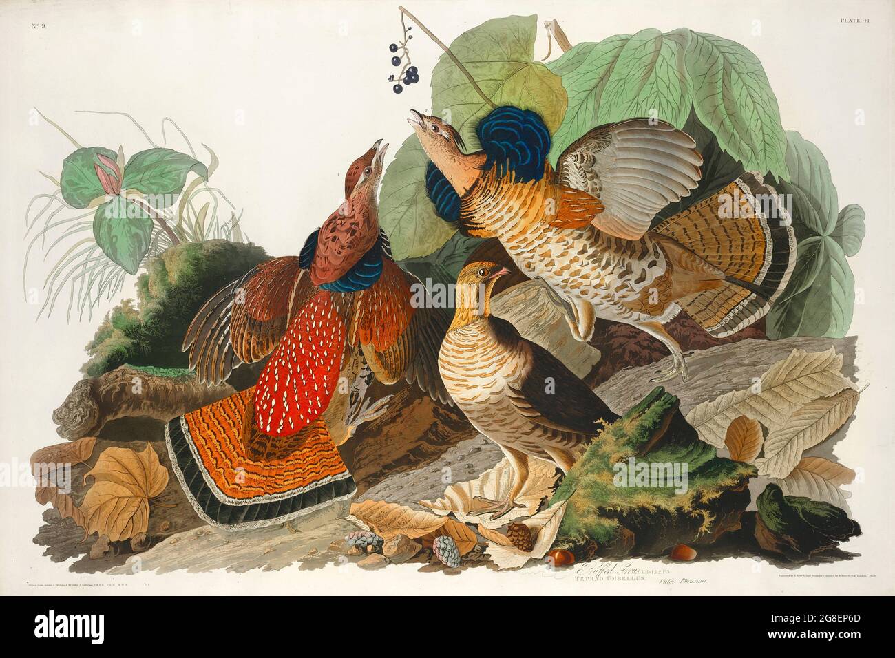 vintage, retro, old, photograph, century, botany, graphics, antique ...