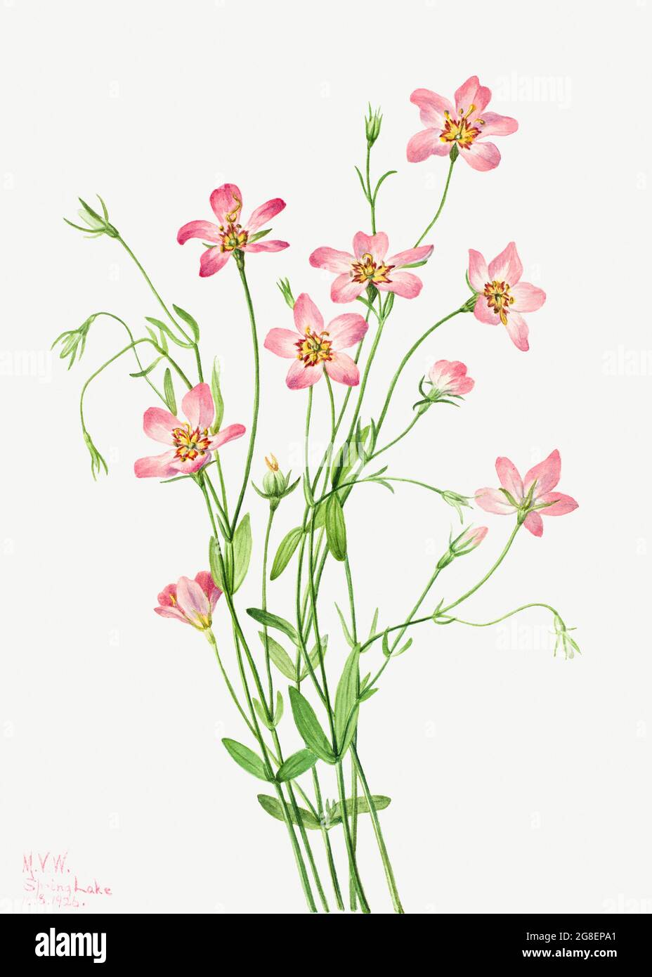 vintage, retro, old, photograph, century, botany, graphics, antique ...