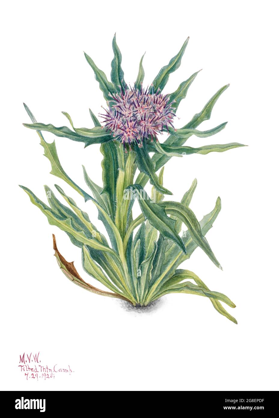 vintage, retro, old, photograph, century, botany, graphics, antique ...