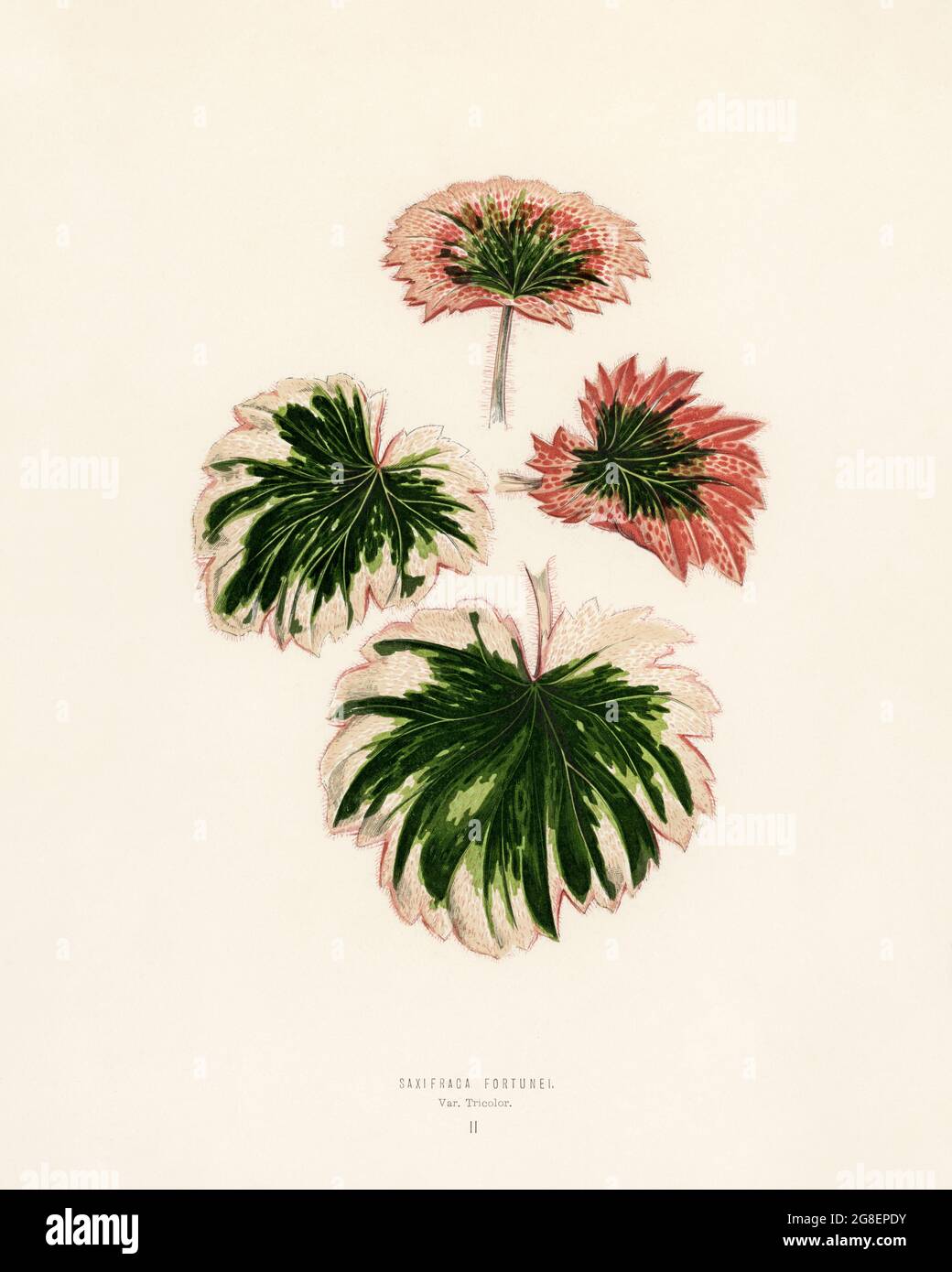 vintage, retro, old, photograph, century, botany, graphics, antique ...