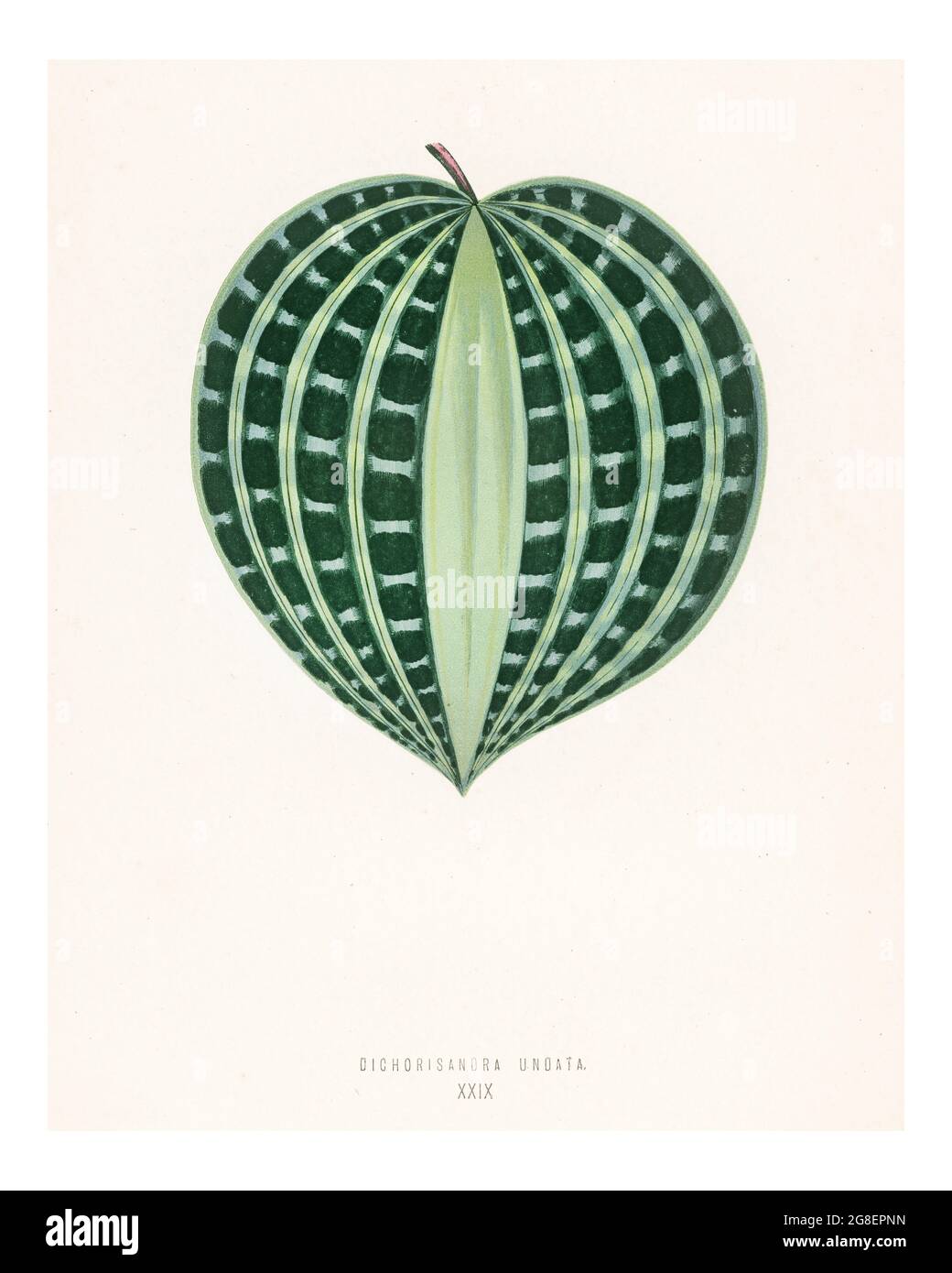 vintage, retro, old, photograph, century, botany, graphics, antique ...