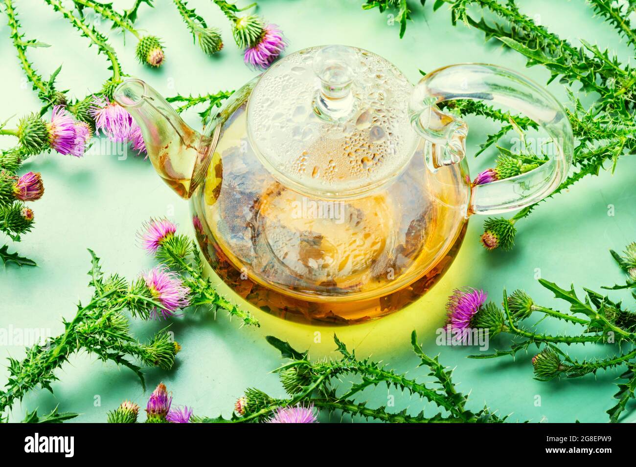 Teapot with medicinal wild herbal tea.Milk thistle or Silybum marianum ...