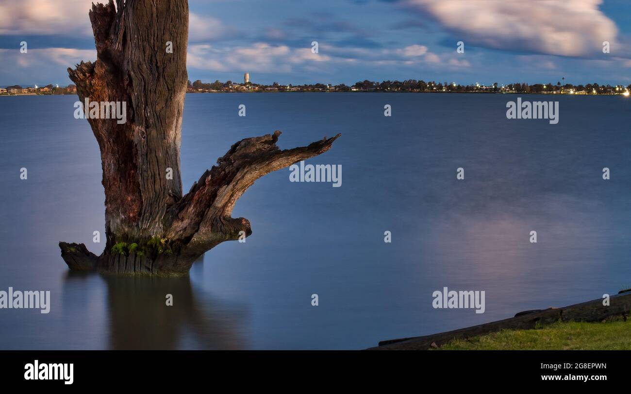 A night shot of a tree stump in Lake Mulwala Stock Photo - Alamy