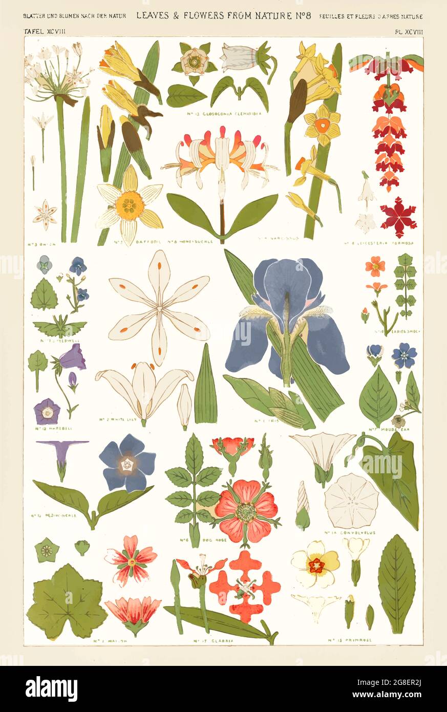 vintage, retro, old, photograph, century, botany, graphics, antique ...