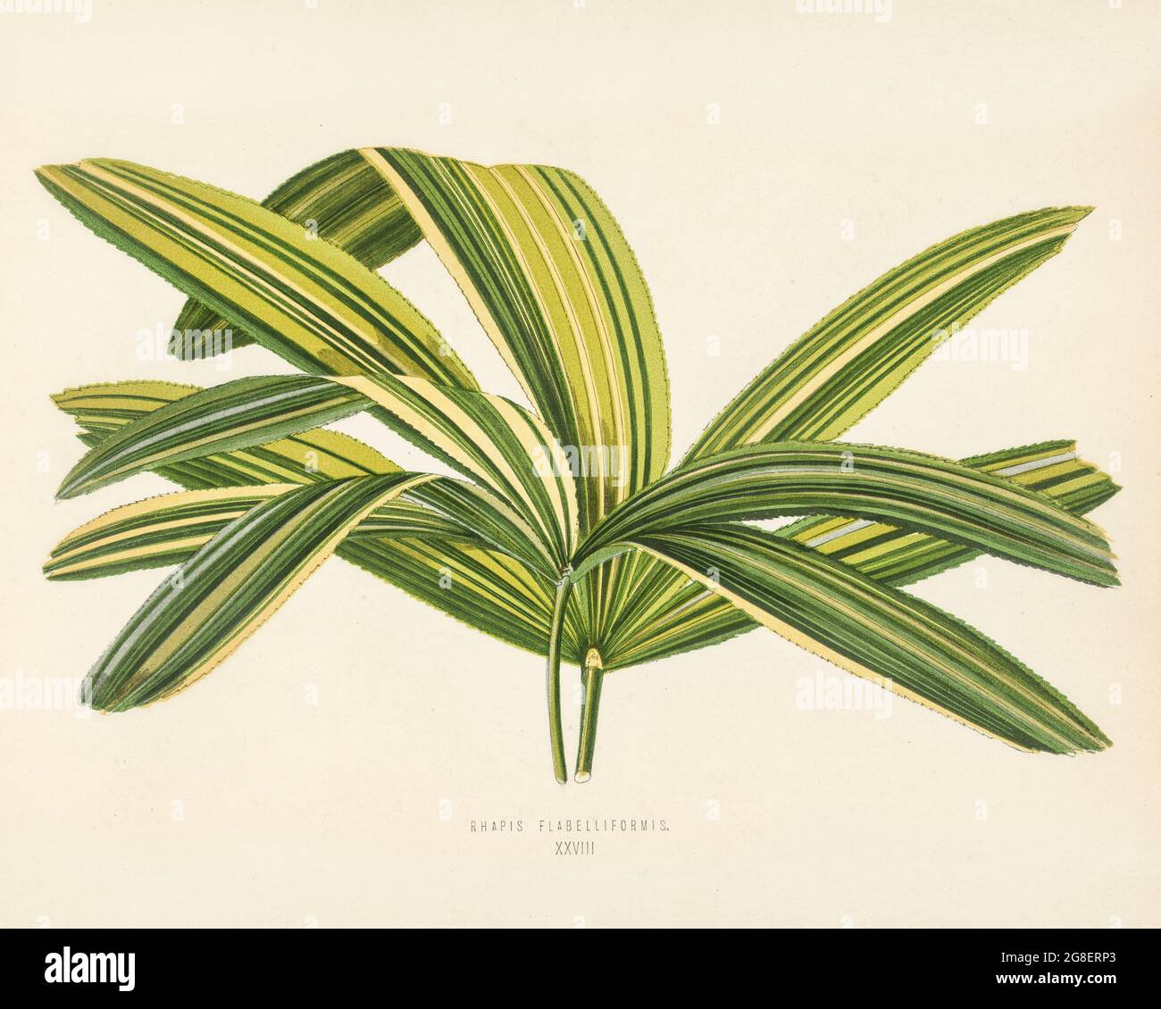vintage, retro, old, photograph, century, botany, graphics, antique ...