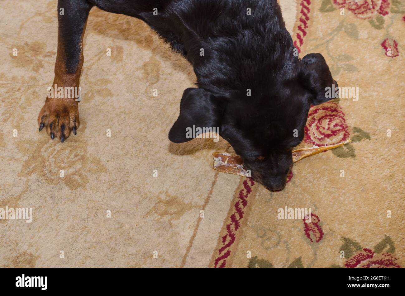 Black dog is lying on carpet and chewing treat. Rottweiler female is ...