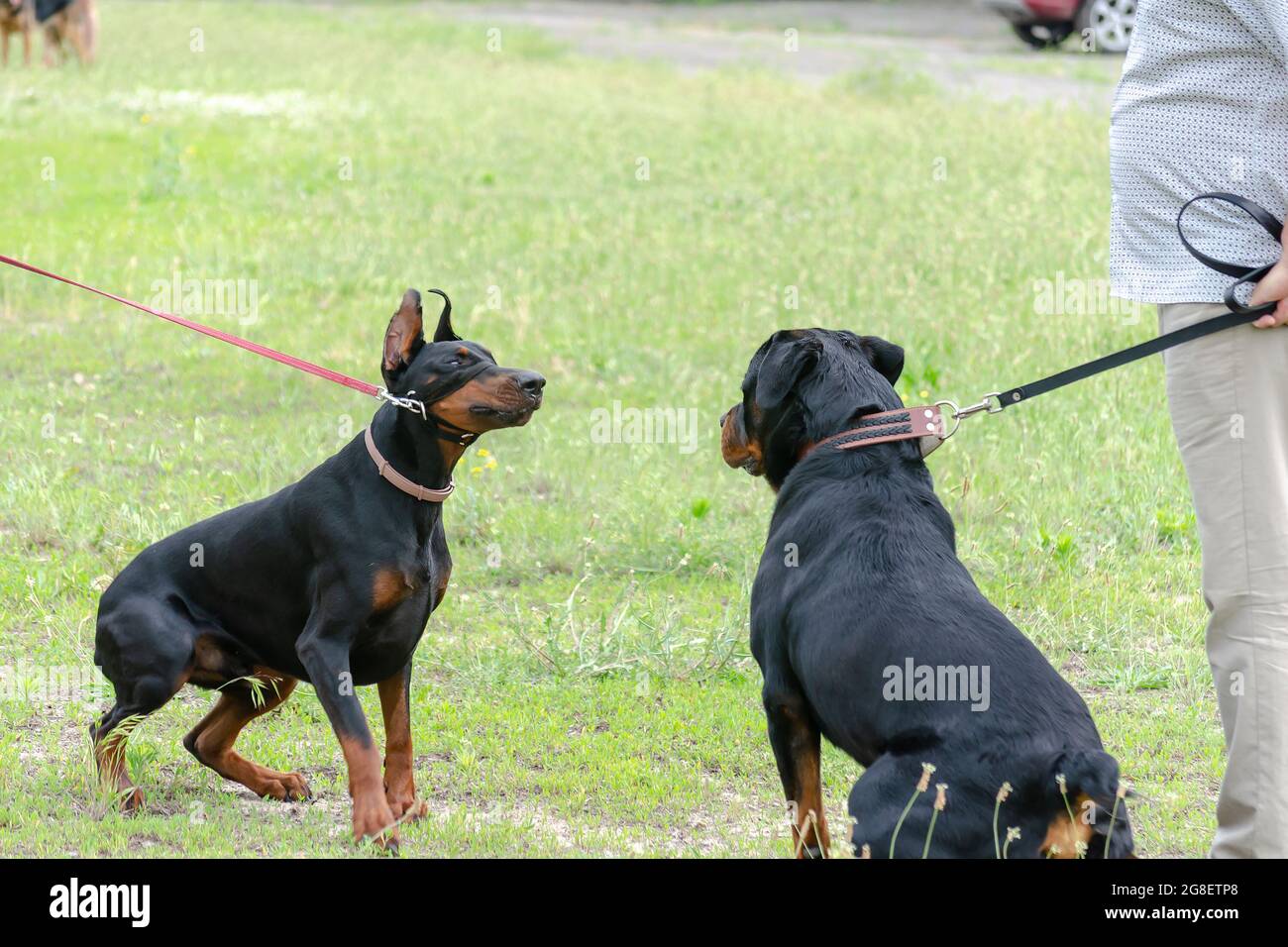 Rottweiler Vs Doberman