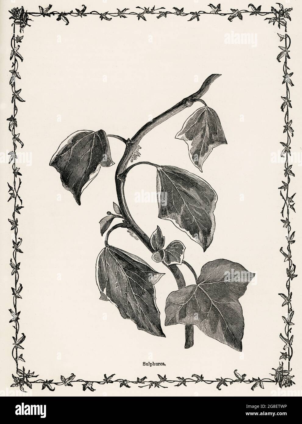 vintage, retro, old, photograph, century, botany, graphics, antique ...