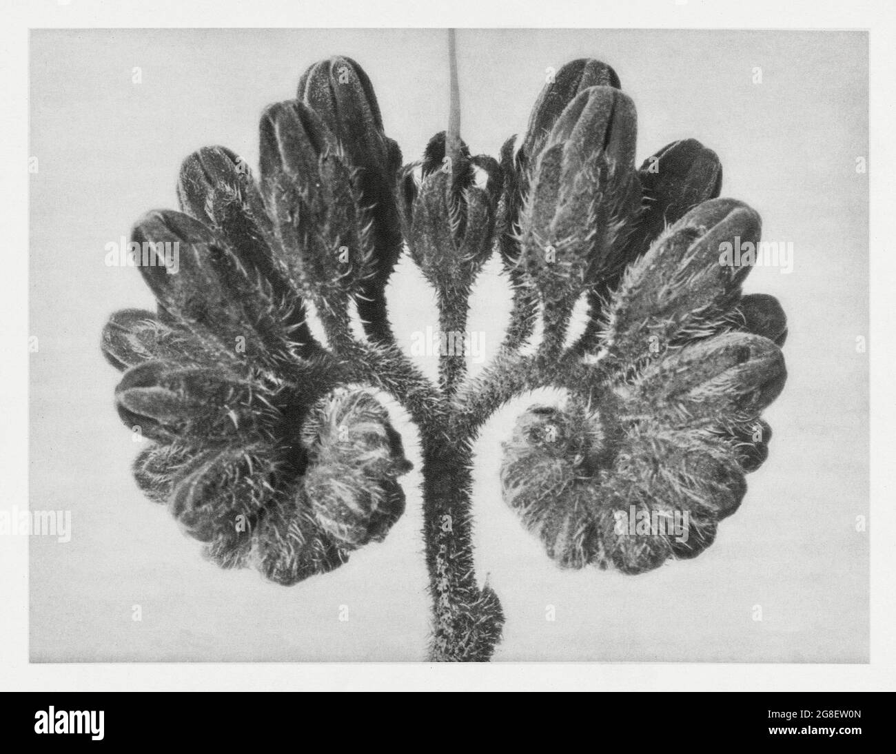 vintage, retro, old, photograph, century, botany, graphics, antique ...