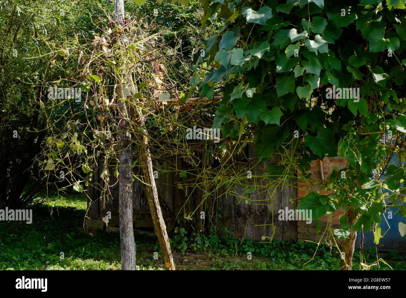 partially destroyed garden grapevine after local goats pulled over the ...