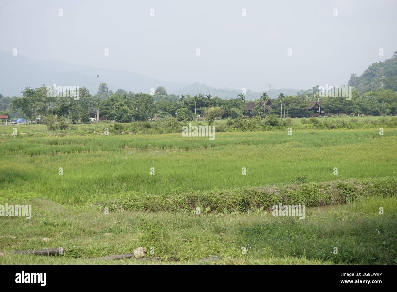 paddy field, Kuala Pilah, Malaysia Stock Photo - Alamy