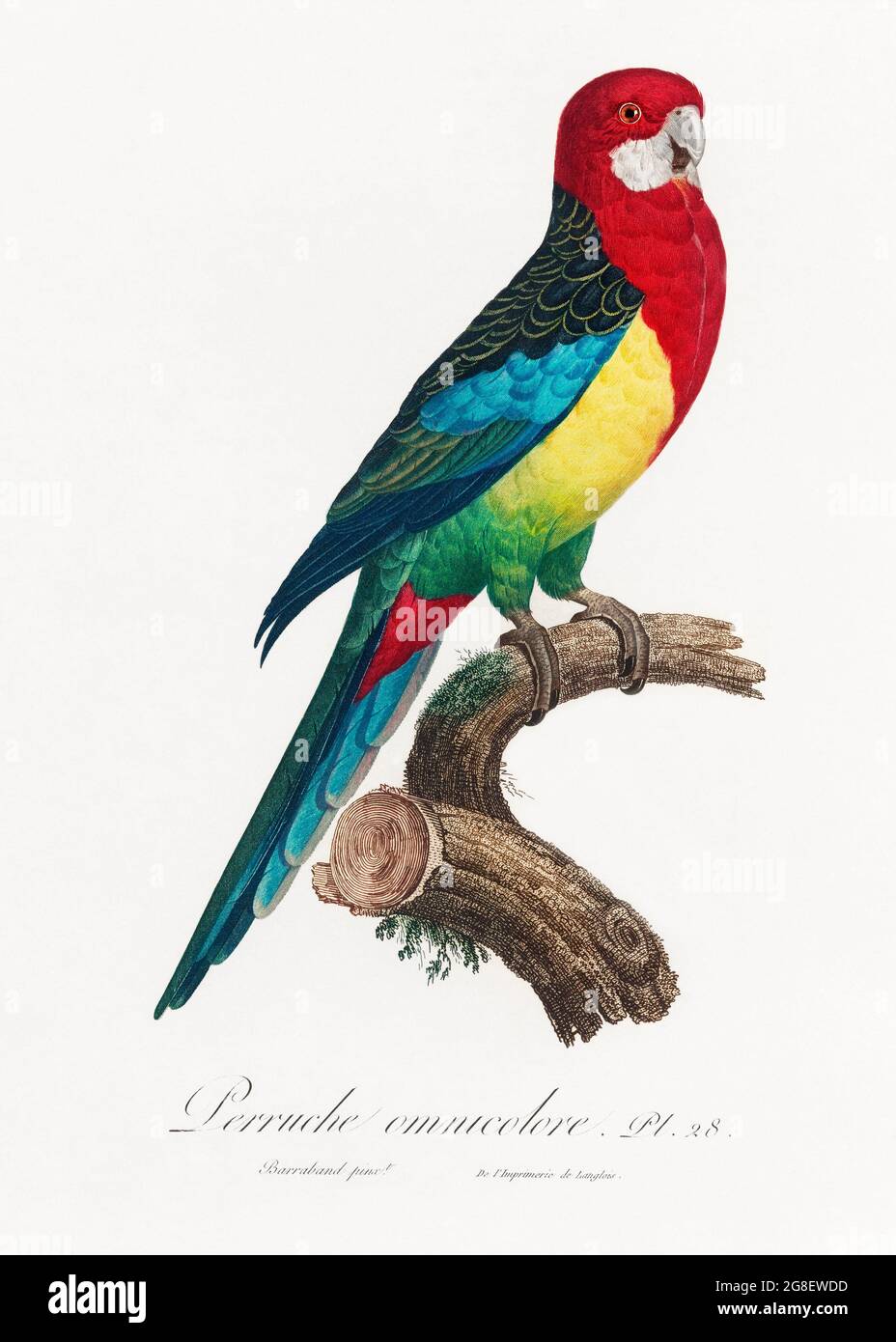 vintage, retro, old, photograph, century, botany, graphics, antique ...