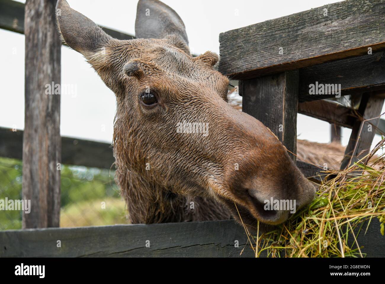 Young moose eating grass from the feeder Stock Photo - Alamy