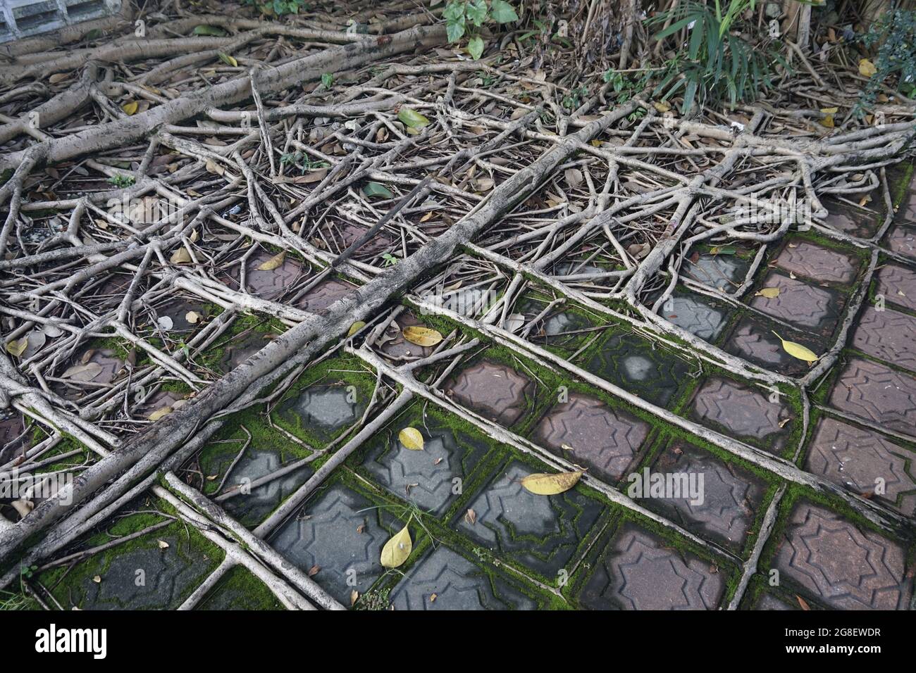 tree roots growing over pavement tiles Stock Photo - Alamy