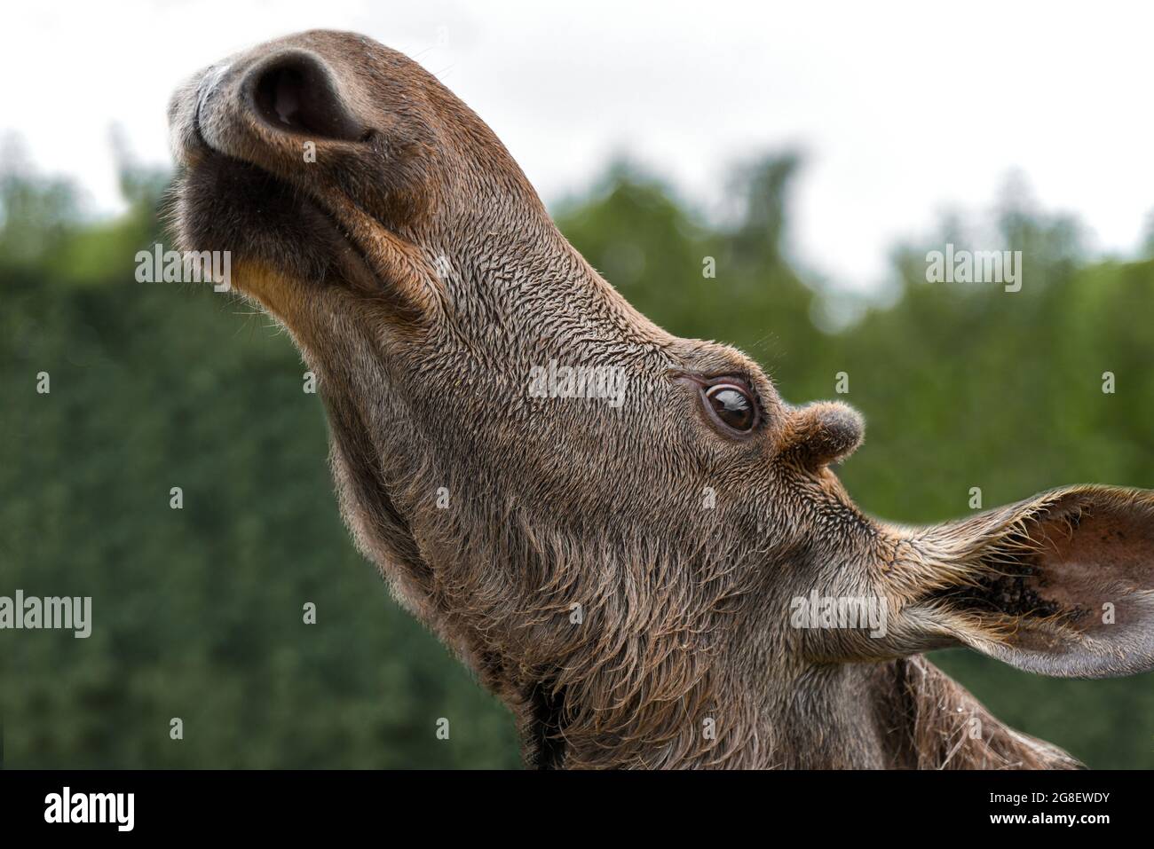 Close up moose nose hi-res stock photography and images - Alamy