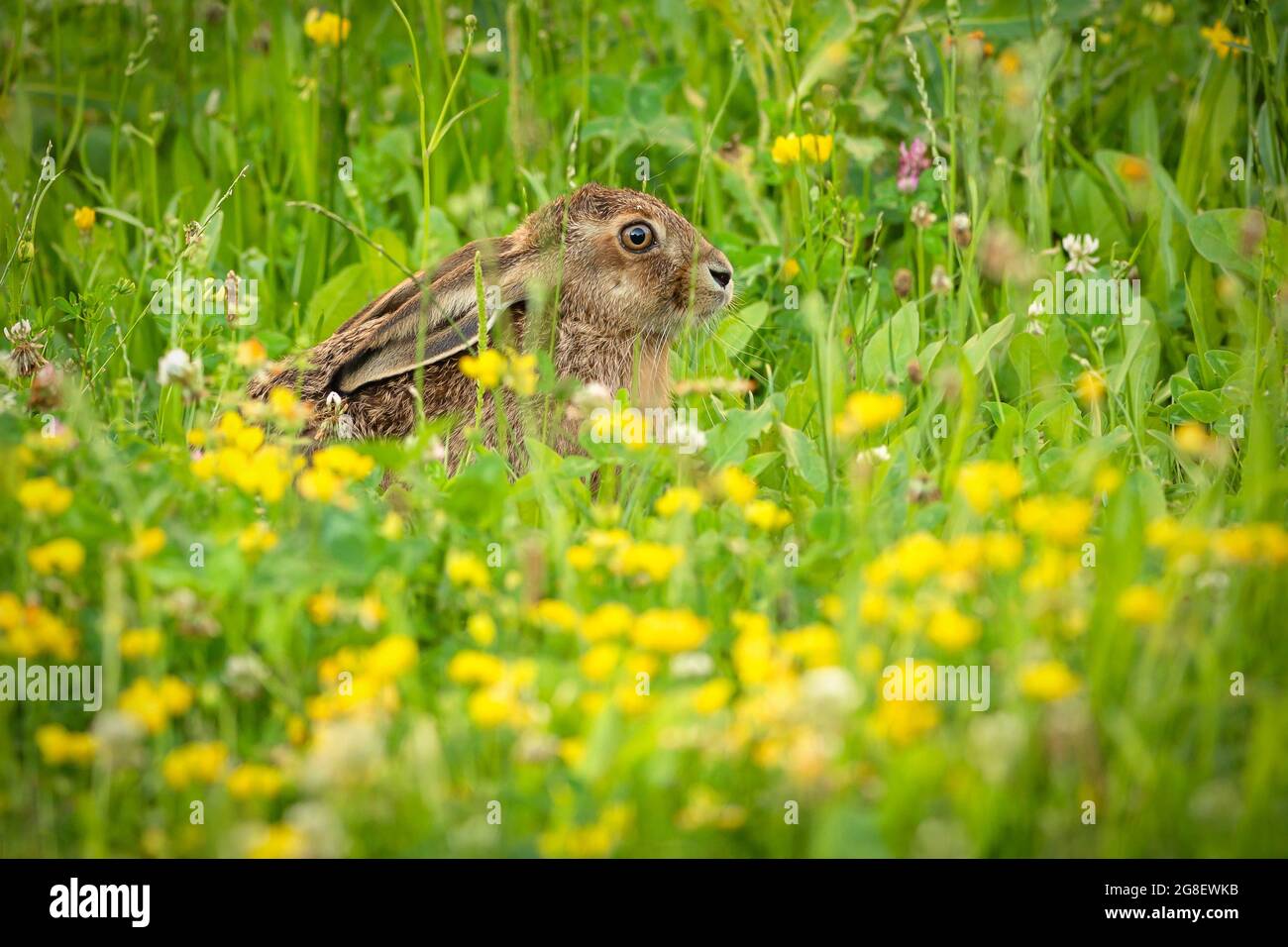 A brown hare with long ears hiding in fresh green grass and yellow ...