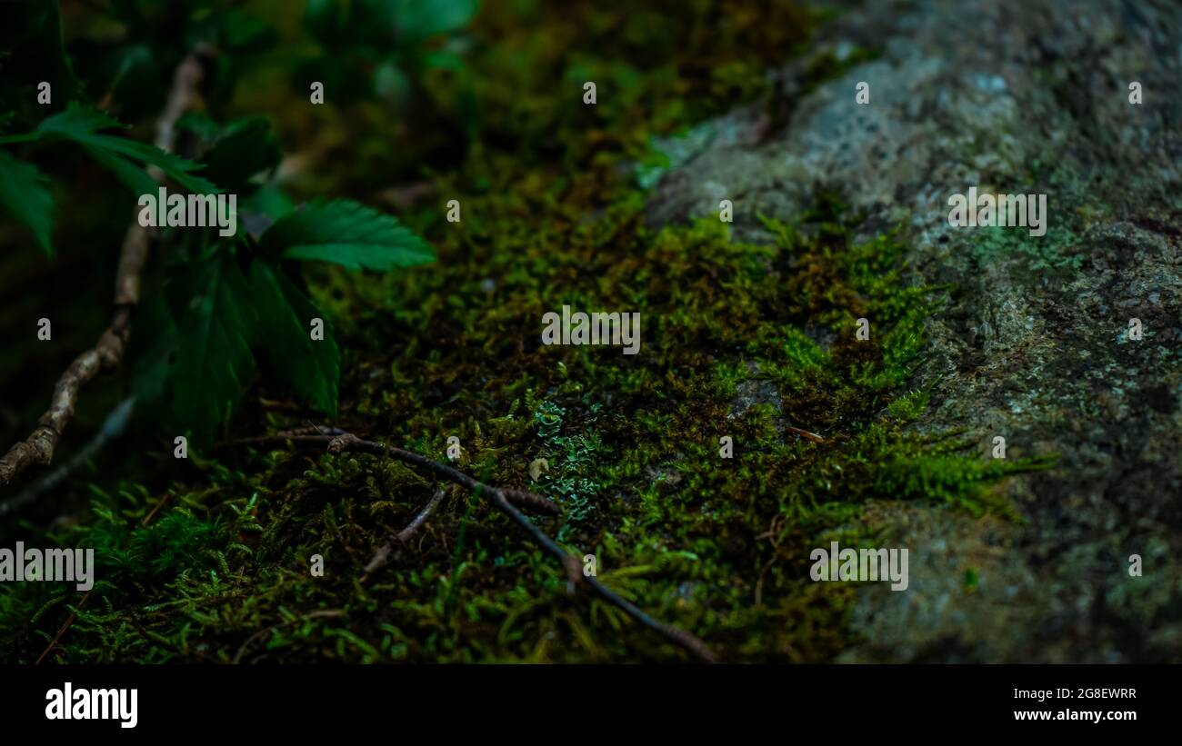 Macro shot of green moss and leaves on a rock Stock Photo - Alamy