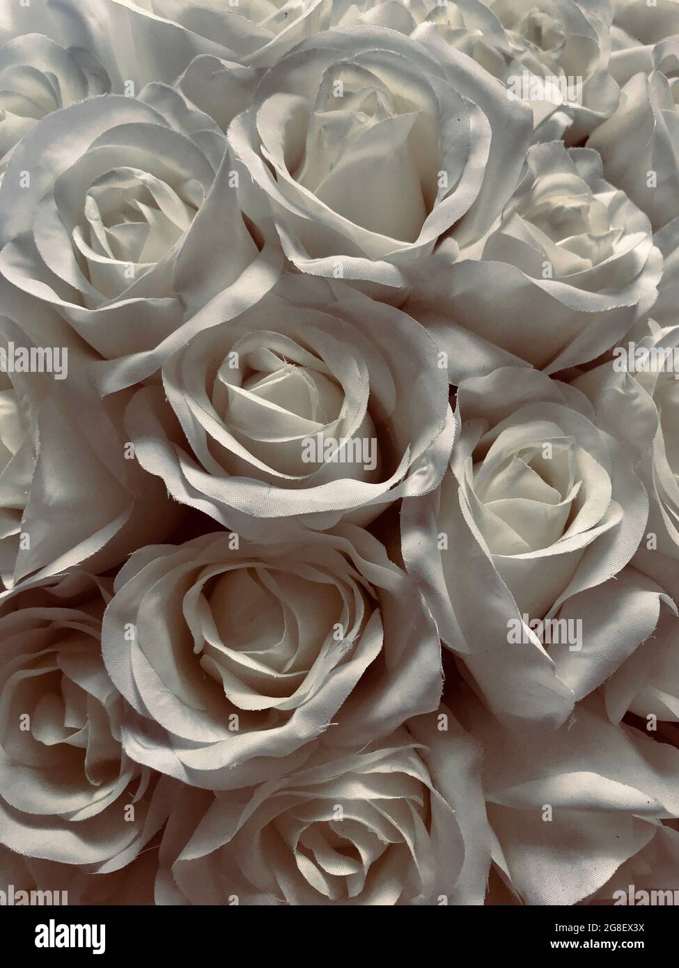 Vertical closeup of beautiful white roses Stock Photo - Alamy