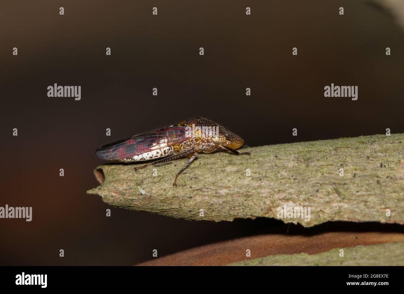 Planthopper in nature hi-res stock photography and images - Alamy
