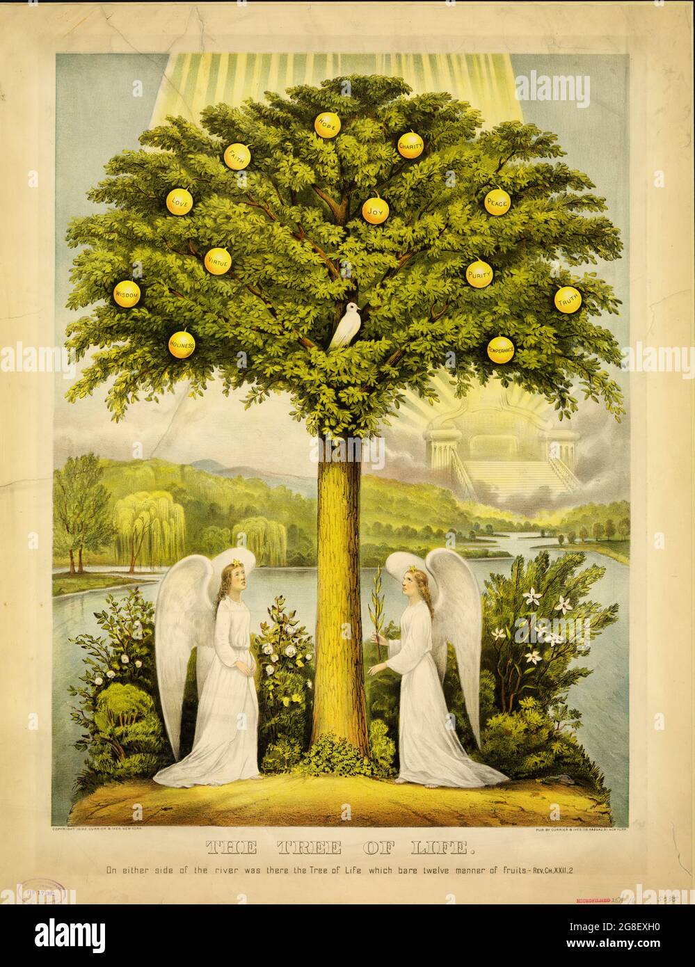 vintage, retro, old, photograph, century, botany, graphics, antique ...
