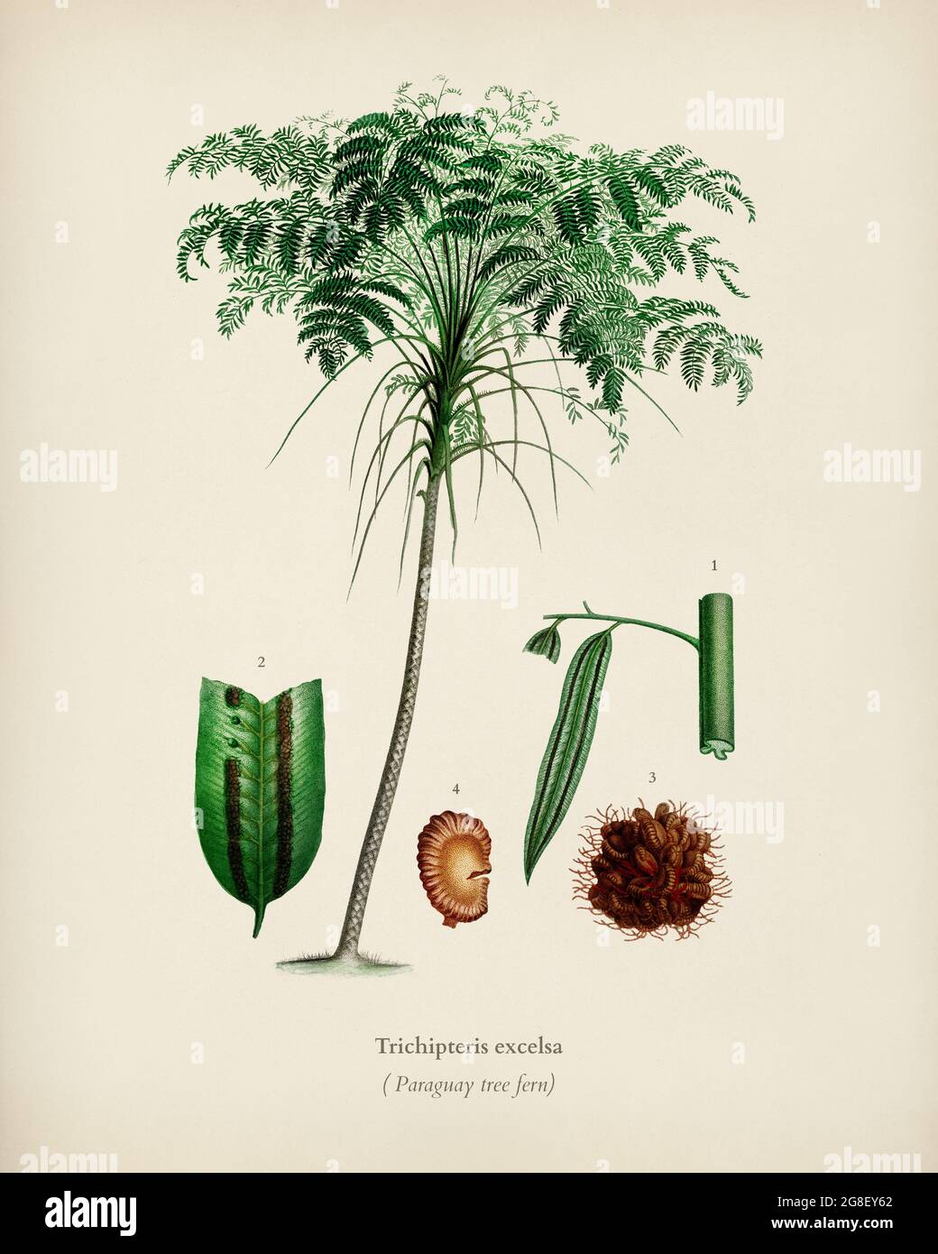 vintage, retro, old, photograph, century, botany, graphics, antique ...