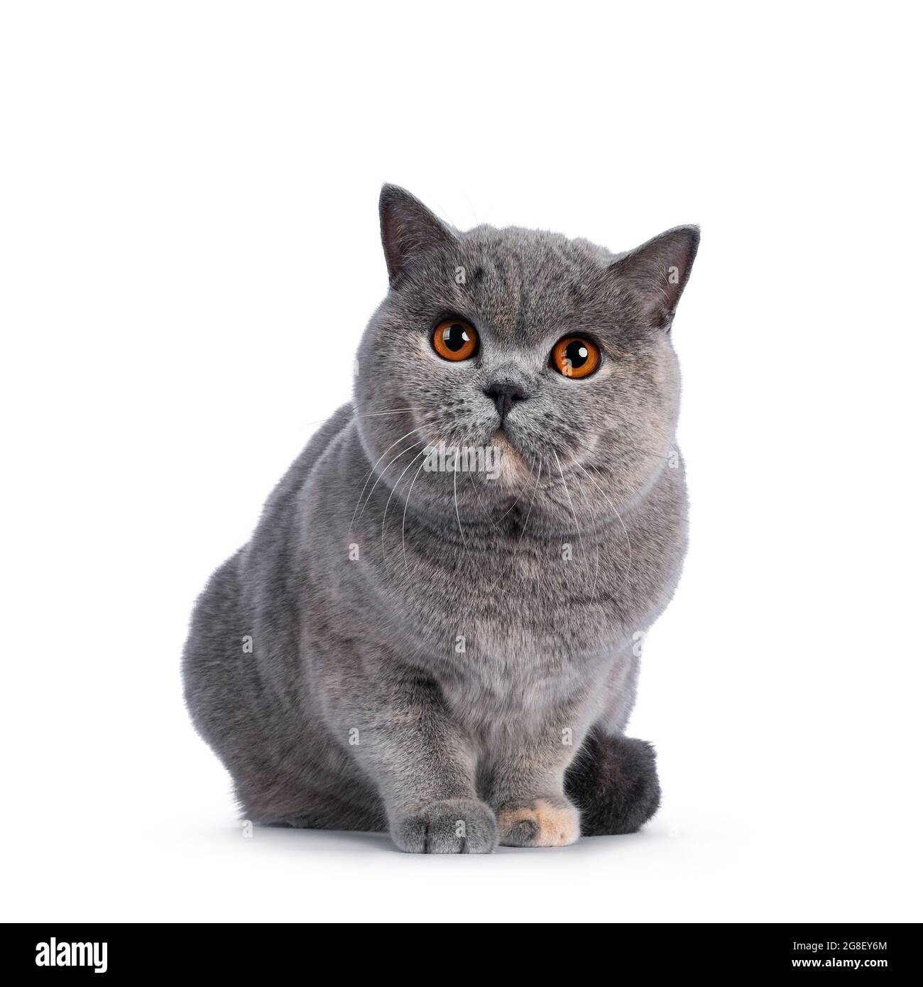 Fabulous young adult blue tortie British Shorthair cat, sitting half up ...