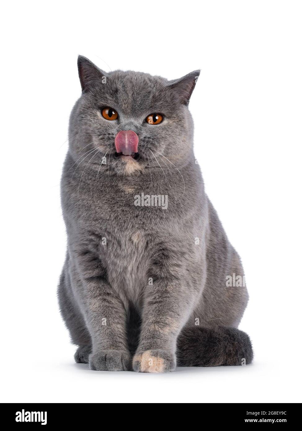 Fabulous young adult blue tortie British Shorthair cat, sitting up ...