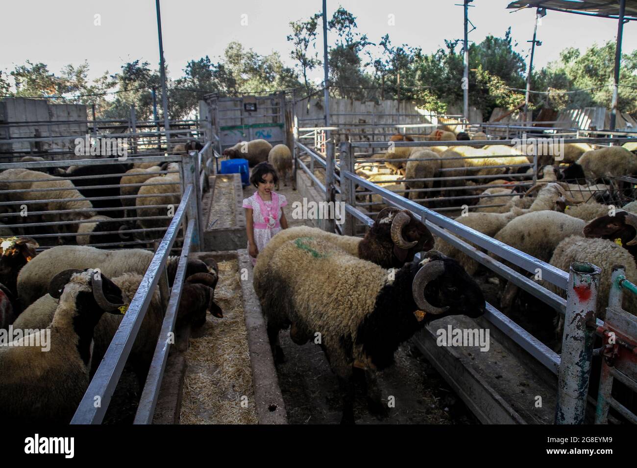 Israeli goat farm hi-res stock photography and images - Alamy