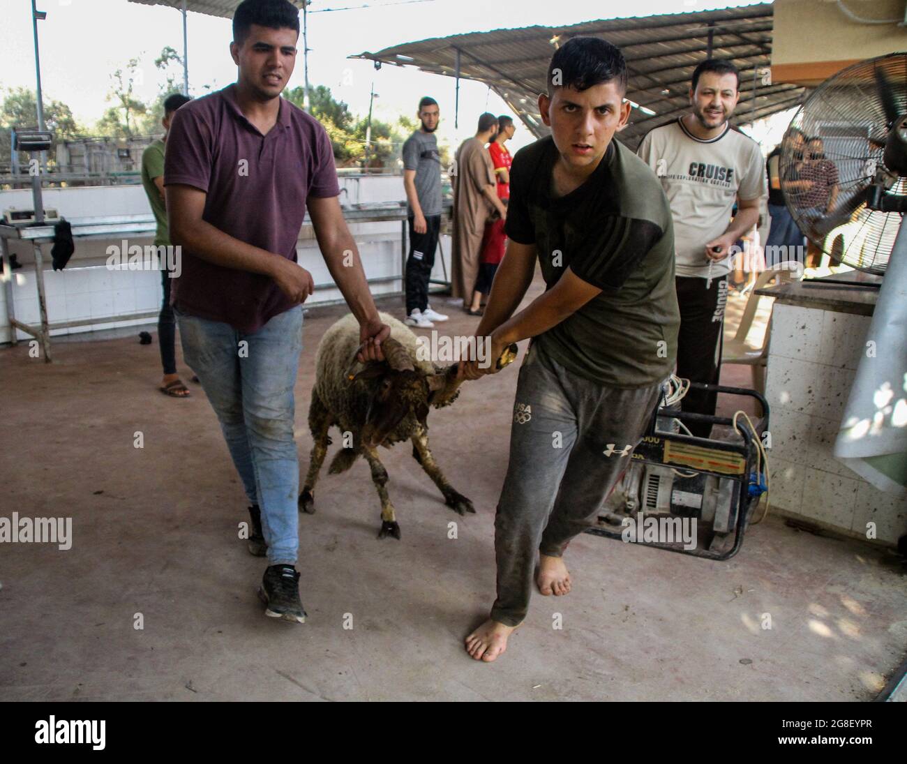 Israeli goat farm hi-res stock photography and images - Alamy