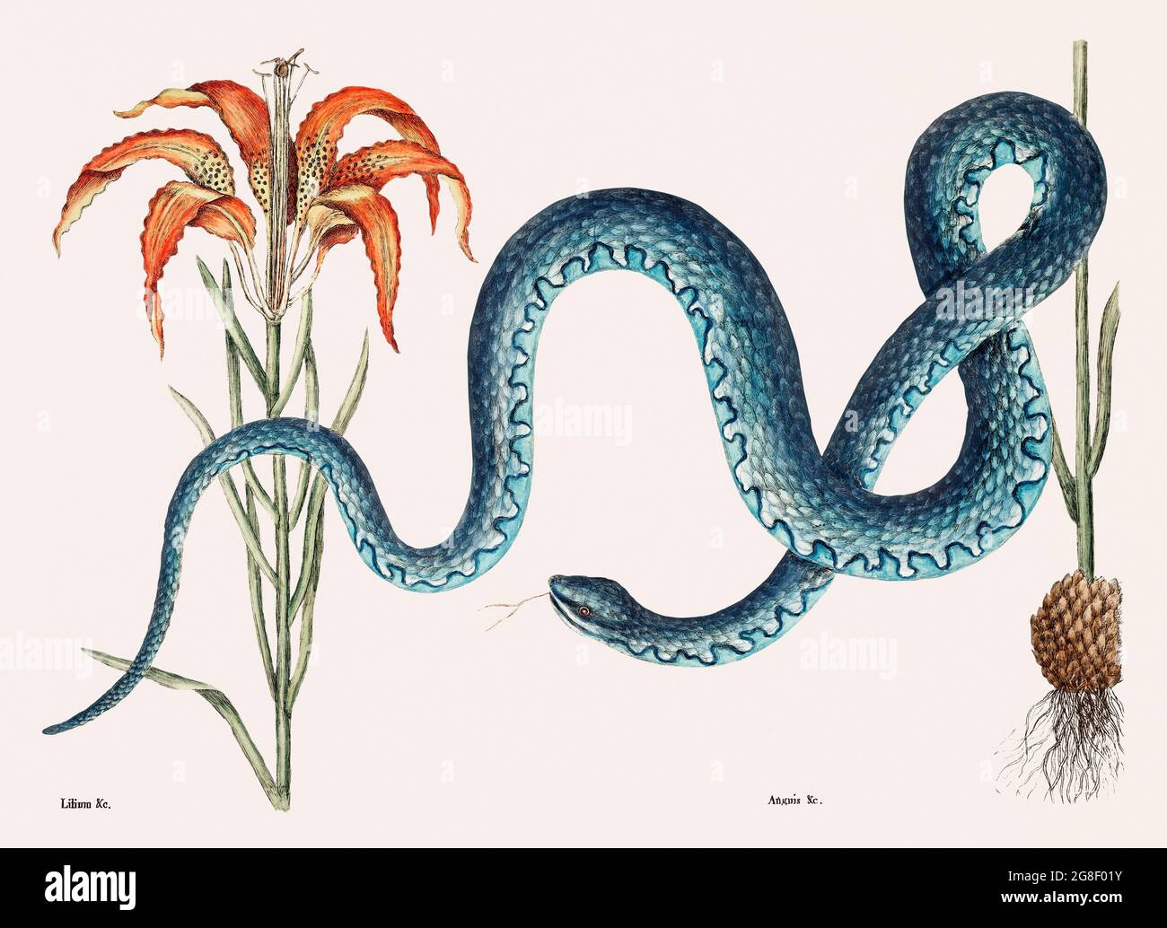 vintage, retro, old, photograph, century, botany, graphics, antique ...