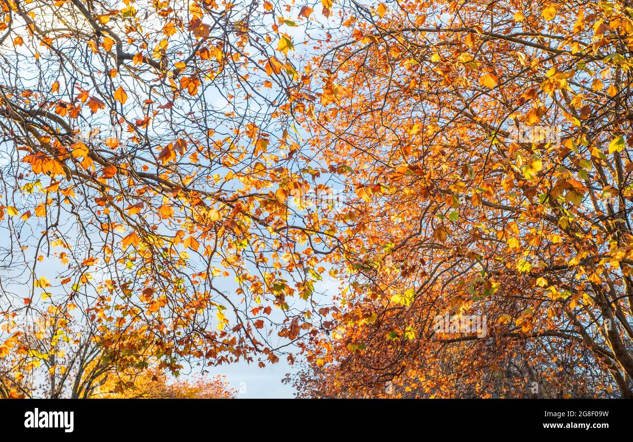Light streaming through the leaves and branches hi-res stock ...