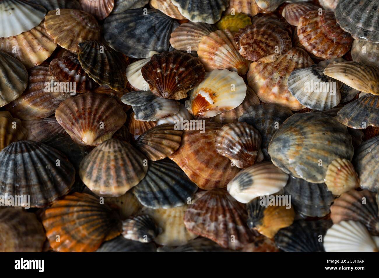 Summer background pattern from seashells. Shell close-up. Ocean coast ...