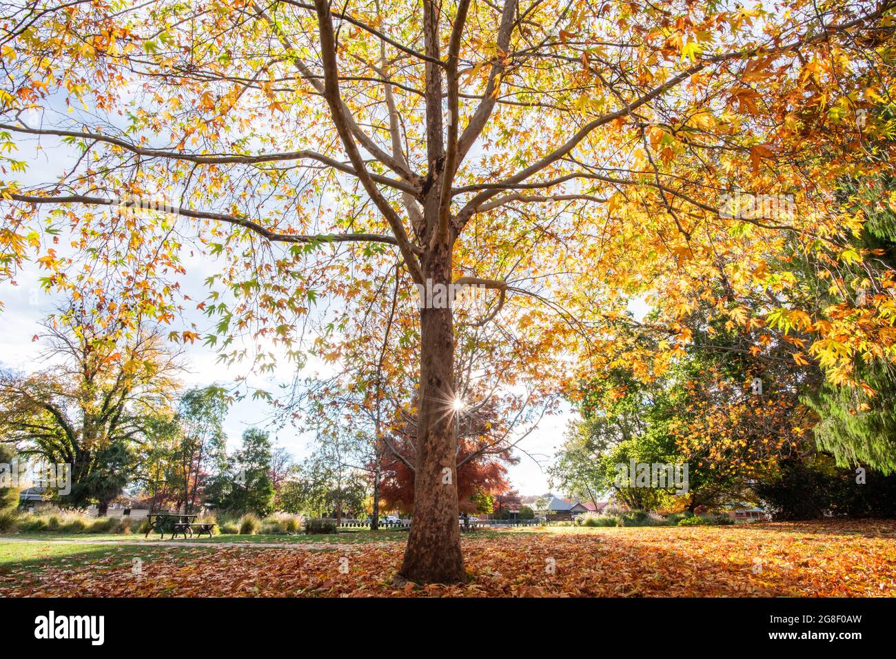 Looking up at a tree with huge branches displaying autumn and a ...
