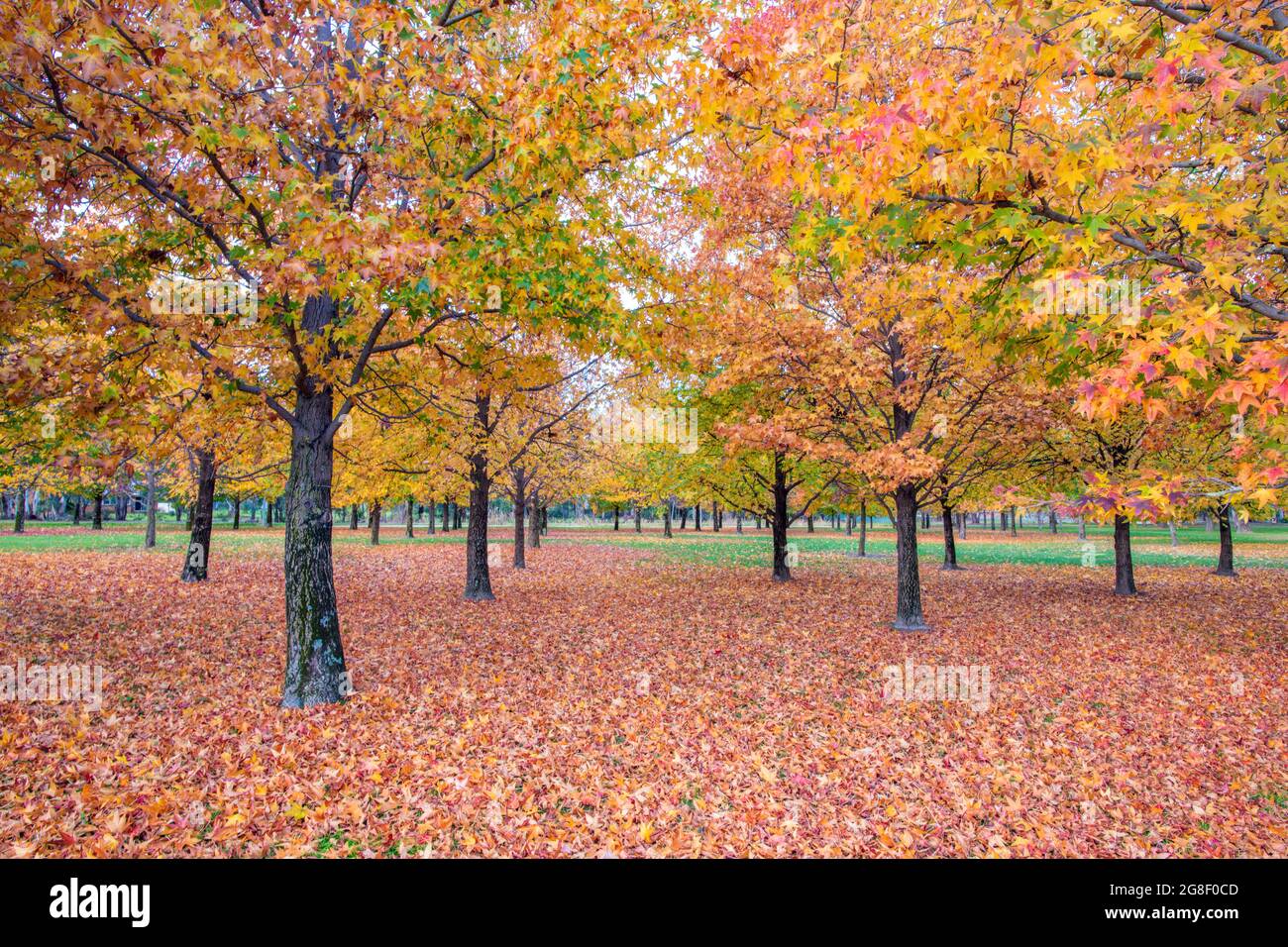 Orange autumn trees where the ground is covered by the leaves Stock Photo - Alamy