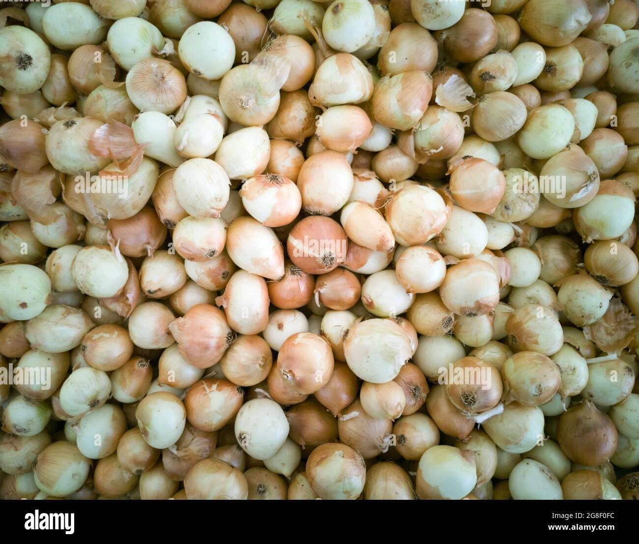 Fresh onion at a market Stock Photo - Alamy